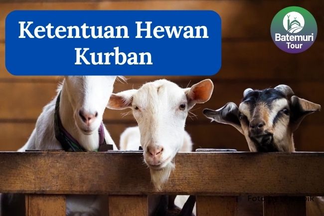 Ketentuan dan Syarat Hewan Kurban Menjelang Idul Adha